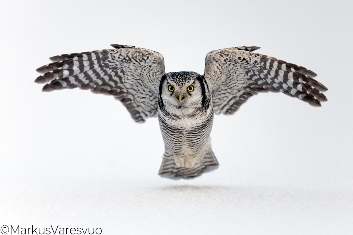 Surnia ulula, (IN)Northern Hawk Owl, (FI) hiiripöllö, (DE) Sperbereule ...
