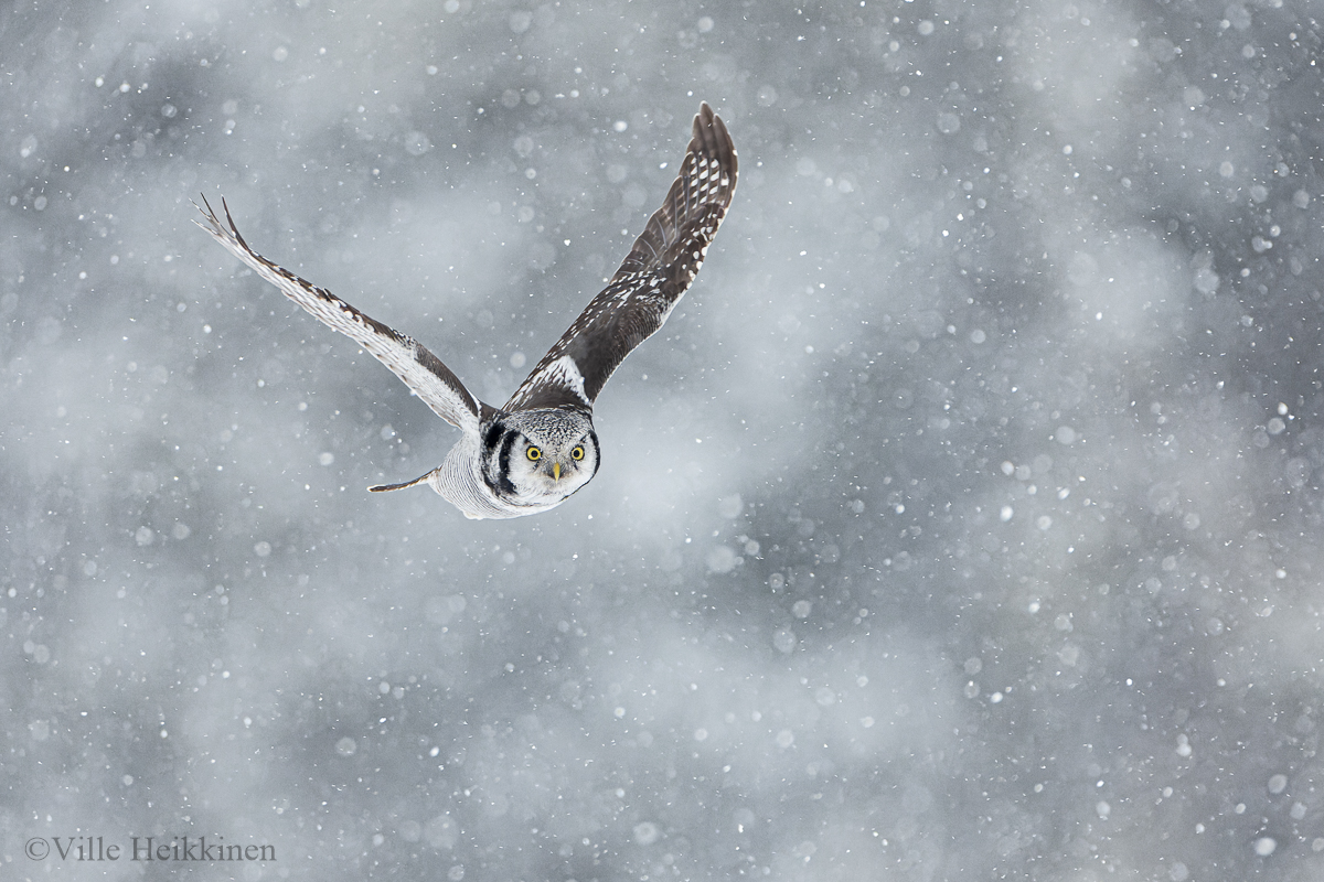 Surnia ulula, (IN)Northern Hawk Owl, (FI) hiiripöllö, (DE) Sperbereule ...